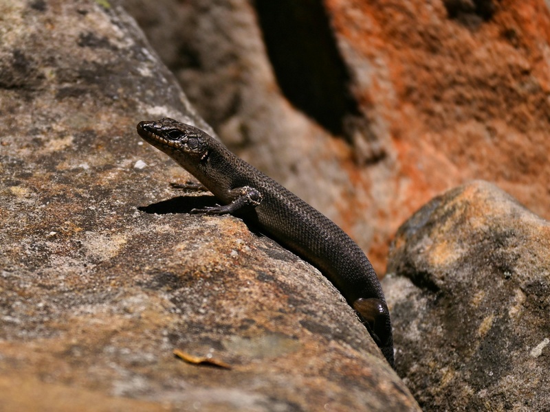 List of Austria's Native Animals - Flora Fauna Fun