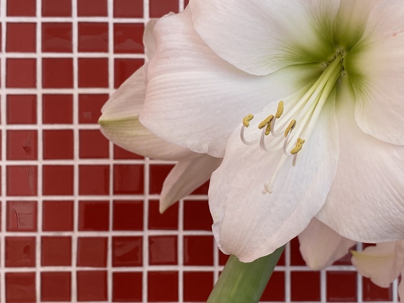 The Complete List of Big Red Flowers - Flora Fauna Fun