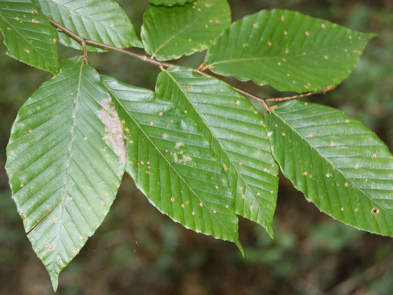 Mixed Forest Plants: The Complete List - Flora Fauna Fun