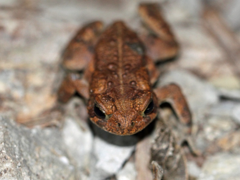 List of Swamp Secondary Consumers - Flora Fauna Fun