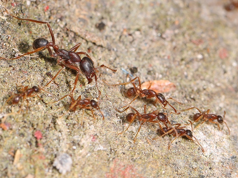 Rainforest Insects - Flora Fauna Fun