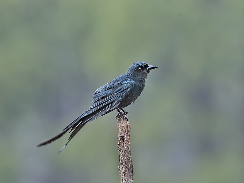 Birds of Taiwan: The Complete List - Flora Fauna Fun