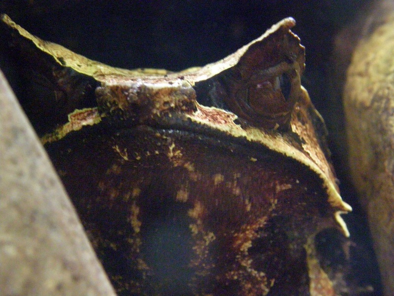 The Complete List of Asian Rainforest Animals - Flora Fauna Fun