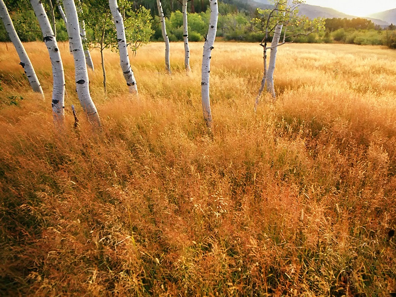 Trees of Scotland: The Complete List - Flora Fauna Fun