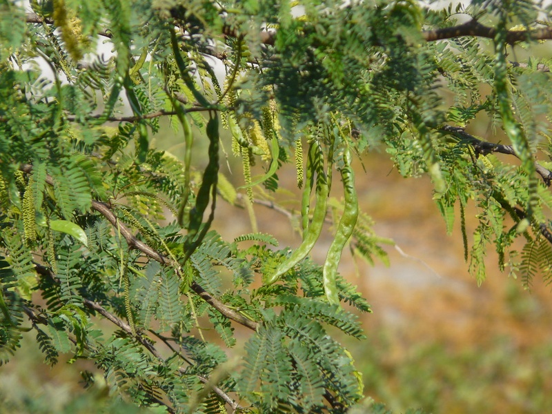 List of India's Native Plants - Flora Fauna Fun