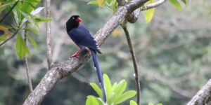 Birds of Taiwan: The Complete List - Flora Fauna Fun