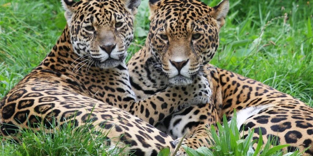 The Complete List of Cool Tropical Rainforest Animals - Flora Fauna Fun