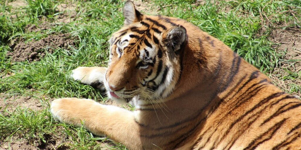 The Complete List of Asian Rainforest Animals - Flora Fauna Fun