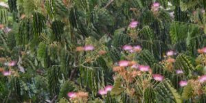 List of Trees Of Singapore - Flora Fauna Fun