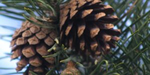 Trees Of Russia: The Complete List - Flora Fauna Fun