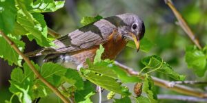 List of Songbird Examples - Flora Fauna Fun