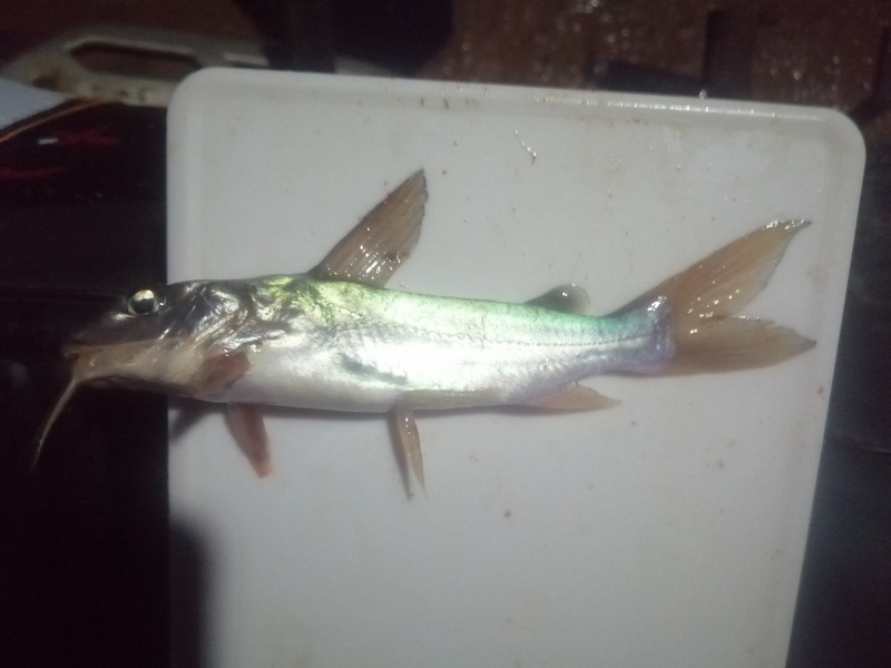 Fish of Togo: The Complete List - Flora Fauna Fun