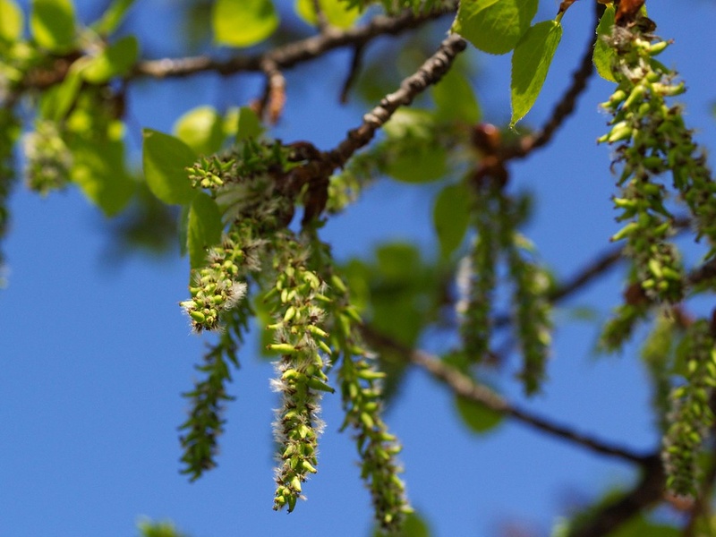 Trees Of Russia: The Complete List - Flora Fauna Fun