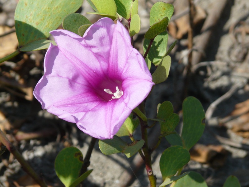 Plants Of Barbados: The Complete List - Flora Fauna Fun
