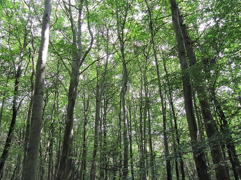 Trees of Scotland: The Complete List - Flora Fauna Fun