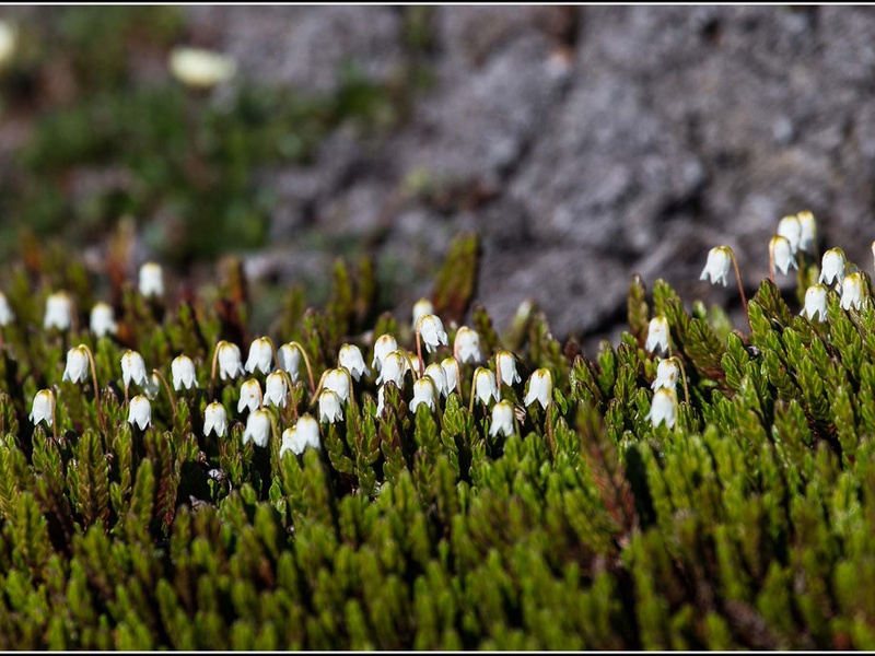 The Complete List of Ireland's Native Plants - Flora Fauna Fun