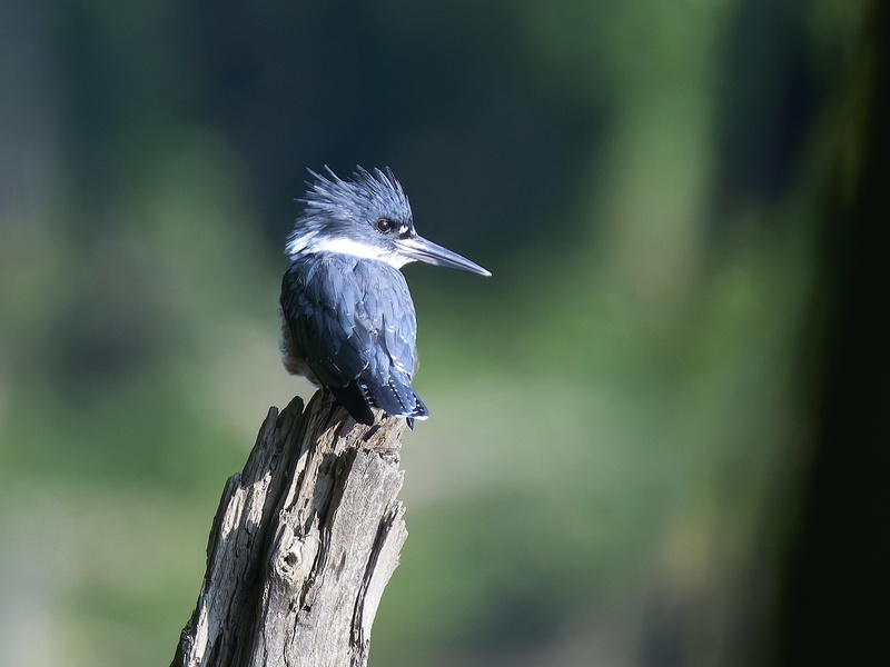 List of Swamp Secondary Consumers - Flora Fauna Fun