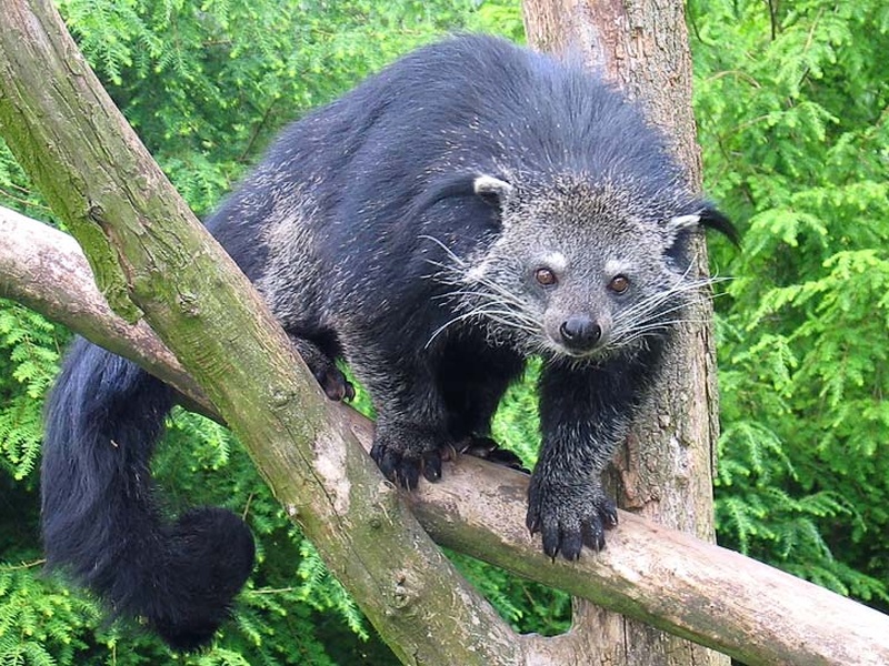 The Complete List of Asian Rainforest Animals - Flora Fauna Fun