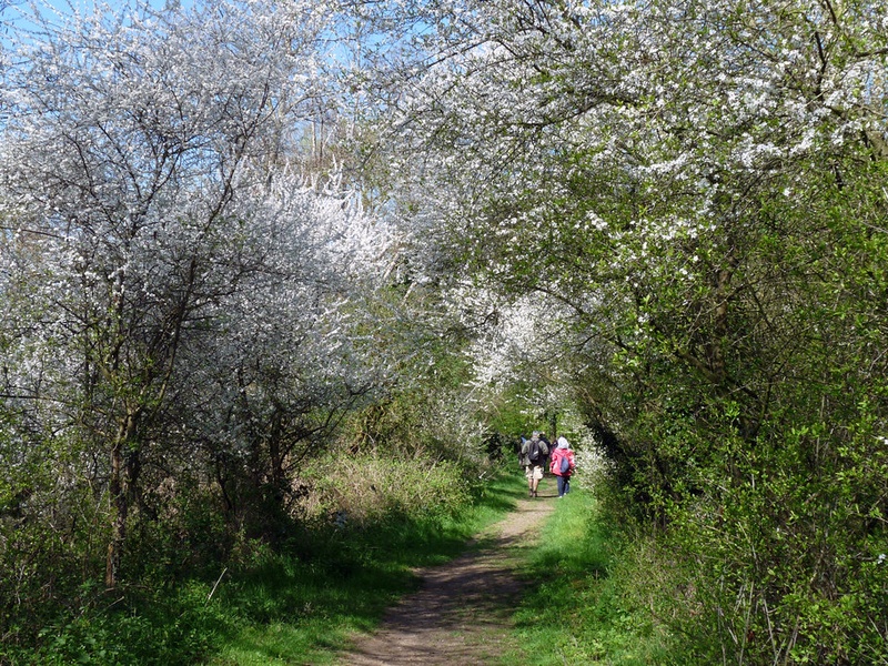 Flowers of Poland: The Complete List - Flora Fauna Fun