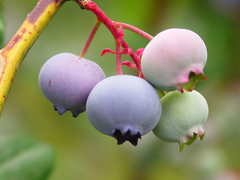 Fruits of Belgium: The Complete List - Flora Fauna Fun