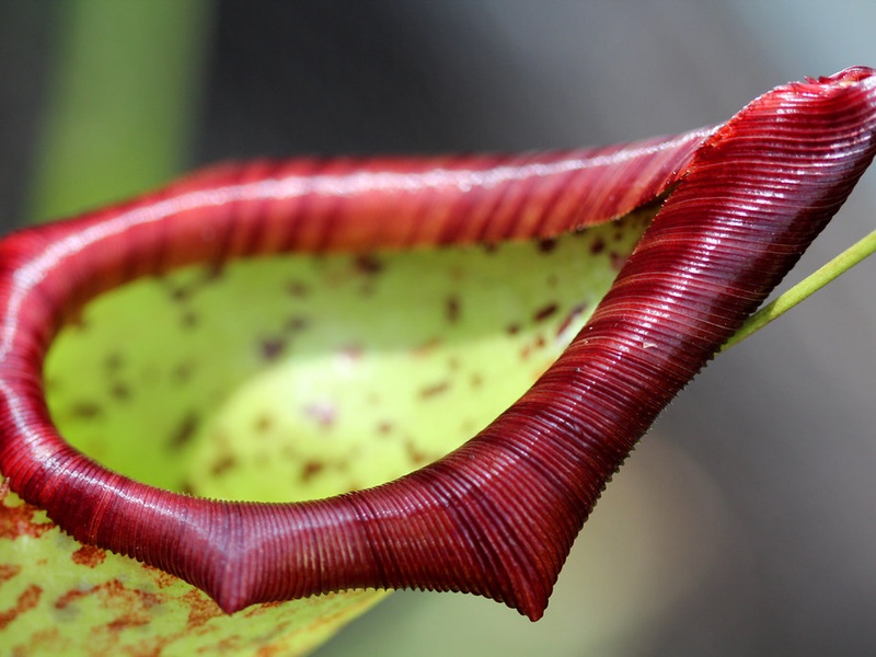 List of Rare Rainforest Plants - Flora Fauna Fun