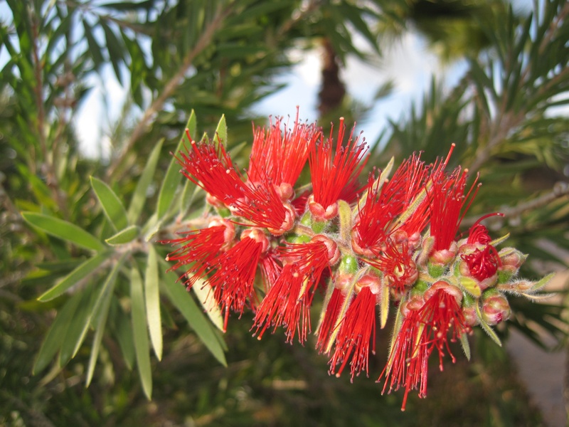 The Complete List of Big Red Flowers - Flora Fauna Fun
