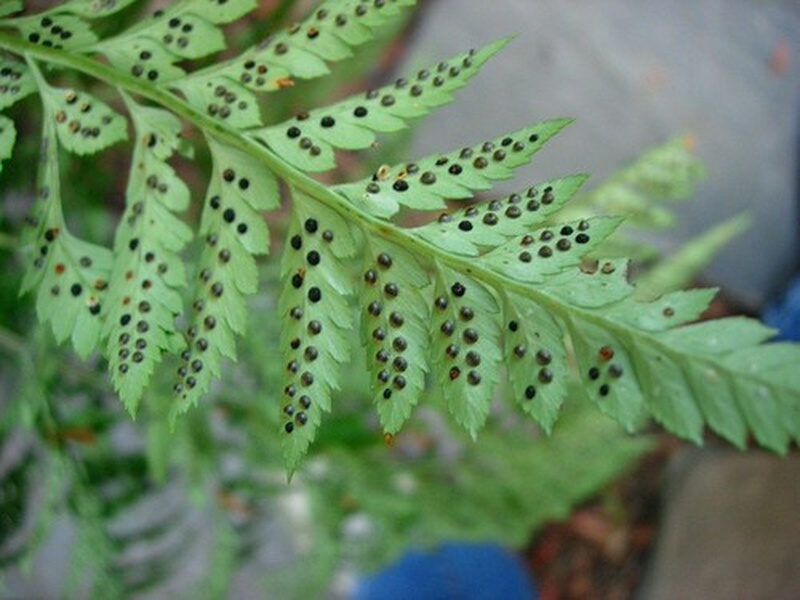 Sweden's Native Plants: The Complete List - Flora Fauna Fun