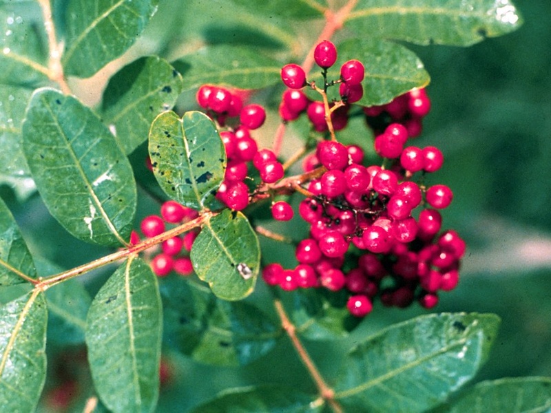 Trees of Haiti: The Complete List - Flora Fauna Fun