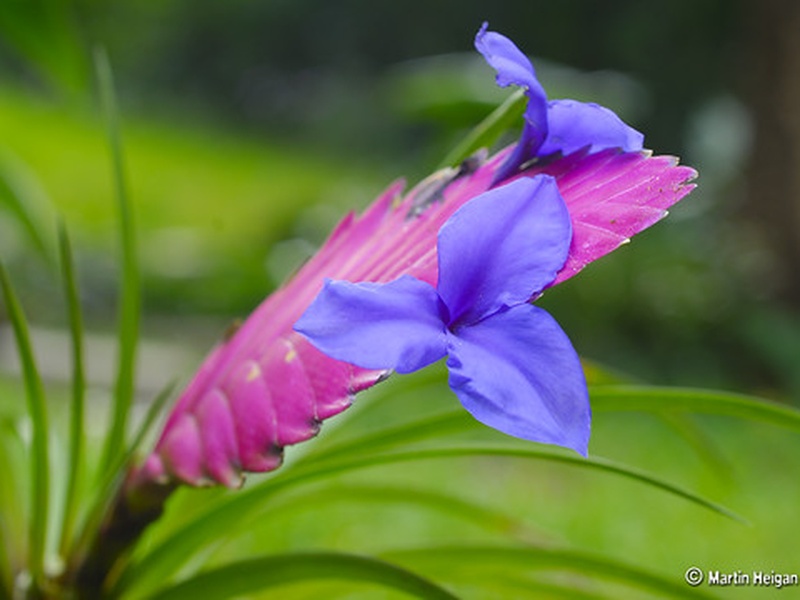 List of Amazon Rainforest Flora - Flora Fauna Fun