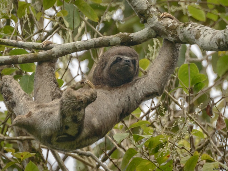 Animals Of Honduras: The Complete List - Flora Fauna Fun