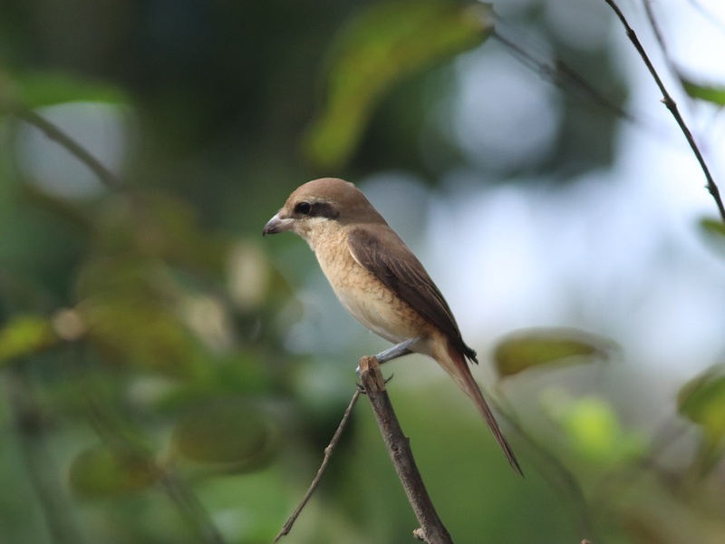Birds of Taiwan: The Complete List - Flora Fauna Fun