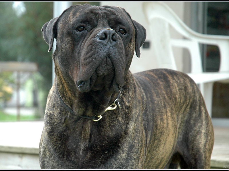 The Complete List of Short-Haired Dog Breeds - Flora Fauna Fun