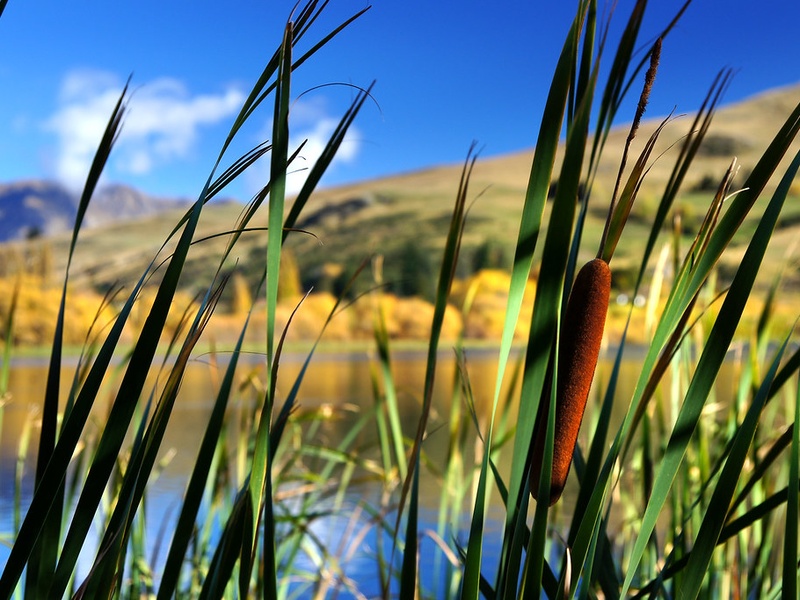 List of Wetland Vegetation - Flora Fauna Fun