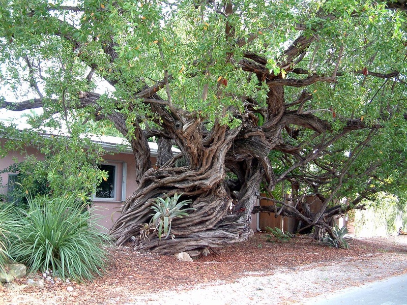 Trees of Haiti: The Complete List - Flora Fauna Fun