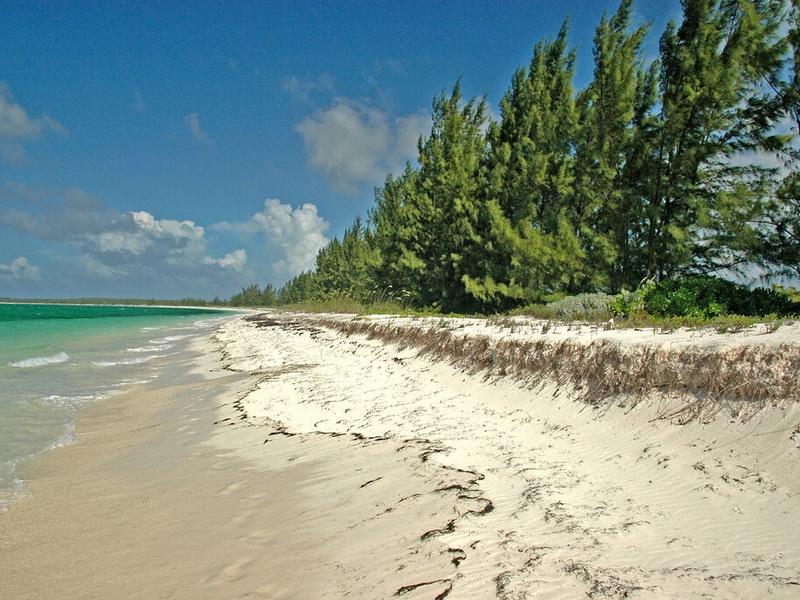 Plants Of Barbados: The Complete List - Flora Fauna Fun