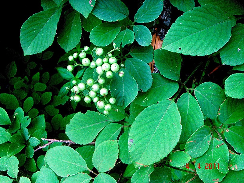 Rainforest Vines: The Complete List - Flora Fauna Fun
