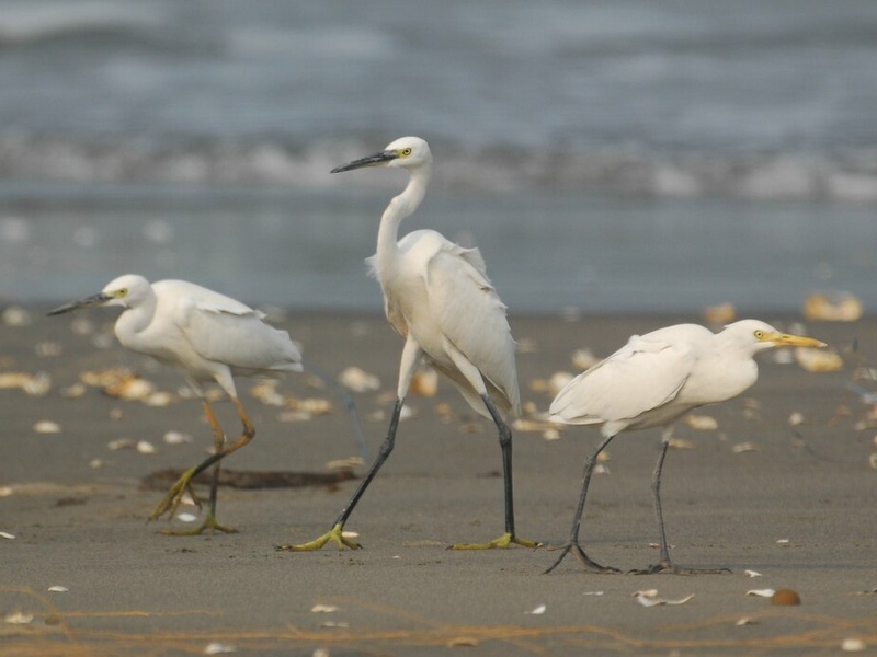 Birds of Taiwan: The Complete List - Flora Fauna Fun