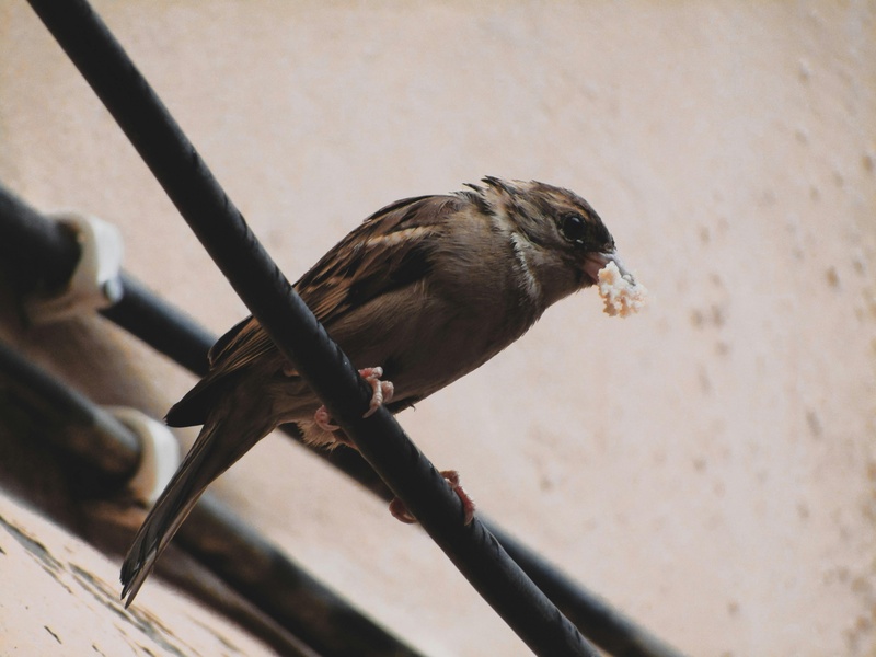 Birds of Taiwan: The Complete List - Flora Fauna Fun