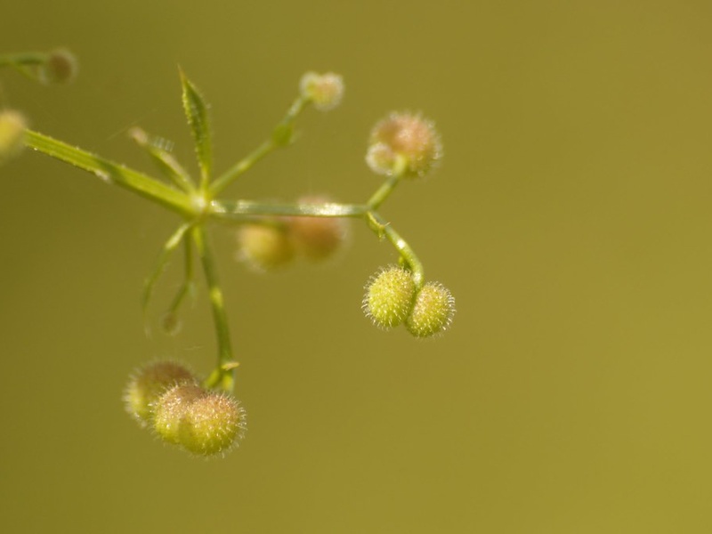 Plants of Germany: The Complete List - Flora Fauna Fun
