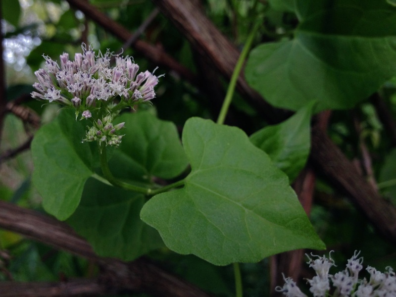 Rainforest Vines: The Complete List - Flora Fauna Fun