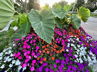 Flowers of El Salvador: The Complete List - Flora Fauna Fun