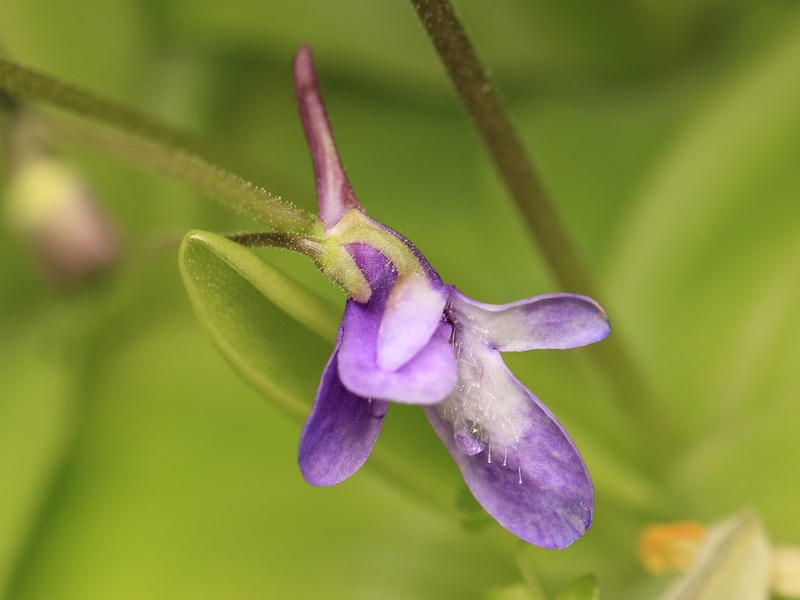 Sweden's Native Plants: The Complete List - Flora Fauna Fun