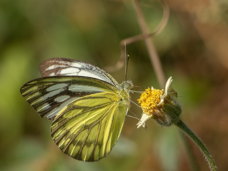 The Complete List of Butterfly Species in India - Flora Fauna Fun