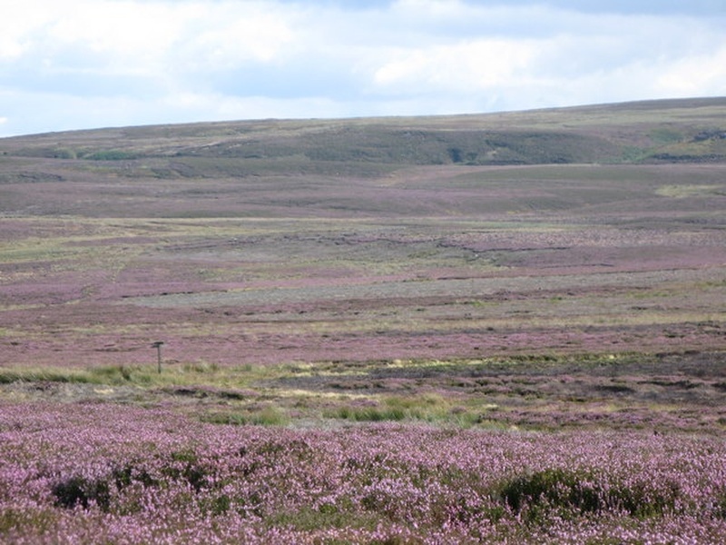 Sweden's Native Plants: The Complete List - Flora Fauna Fun