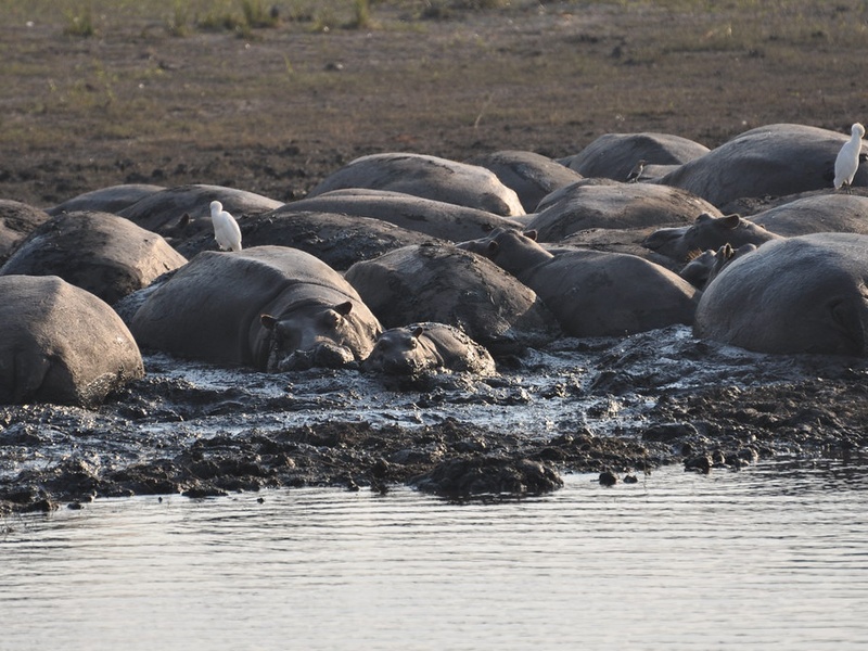 Eswatini's Native Animals: The Complete List - Flora Fauna Fun