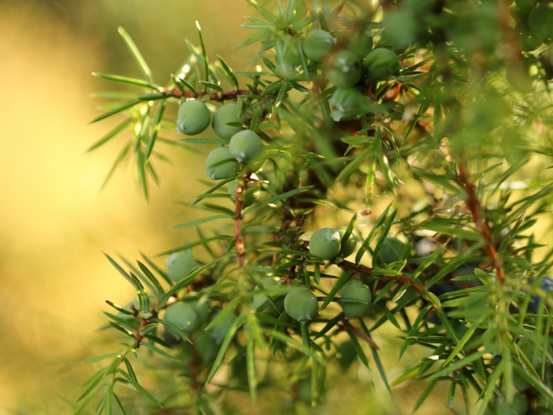 Sweden's Native Plants: The Complete List - Flora Fauna Fun