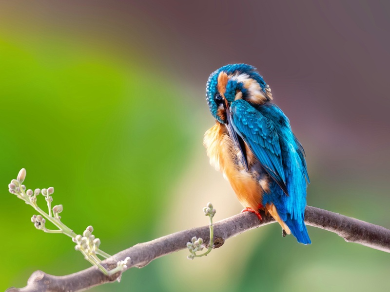 Birds of Taiwan: The Complete List - Flora Fauna Fun