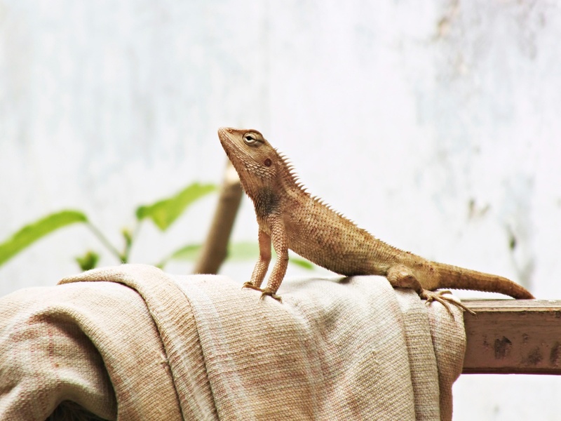 Belgium's Native Animals: The Complete List - Flora Fauna Fun