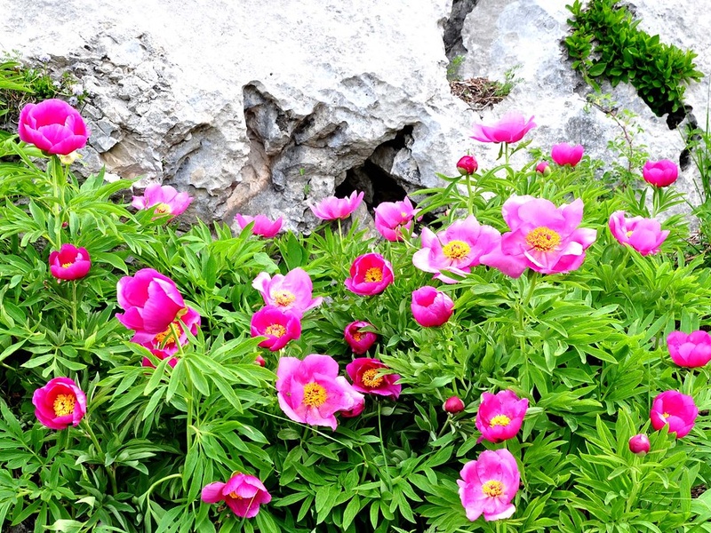 Plants of Croatia - Flora Fauna Fun