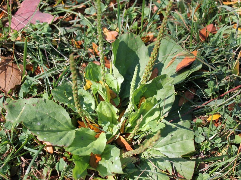 Sweden's Native Plants: The Complete List - Flora Fauna Fun